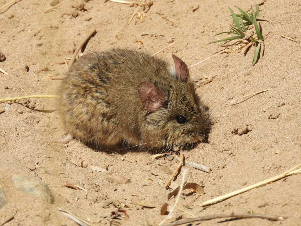 Andean Big-eared Mouse from La Caldera, Salta, Argentina on October 24 ...