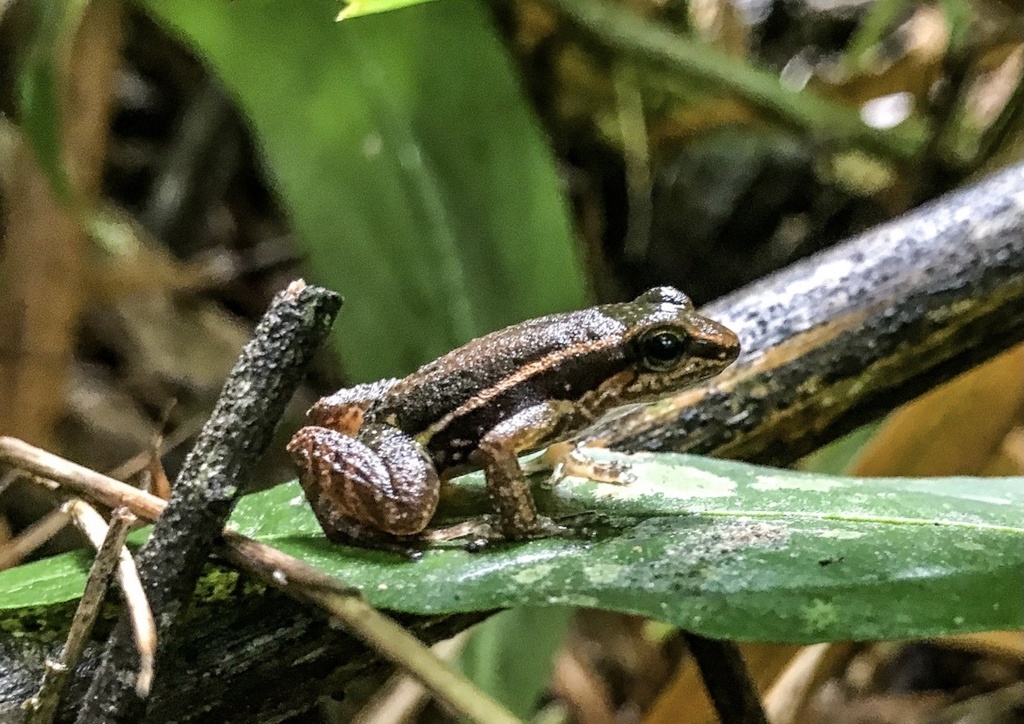 Stripe-throated Rocket Frog from Calle 17, Armenia, Quindío, CO on ...