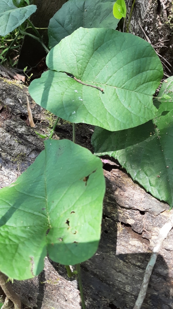 Root Beer Plant from Puerto Misahualli, Ecuador on October 25, 2021 at ...