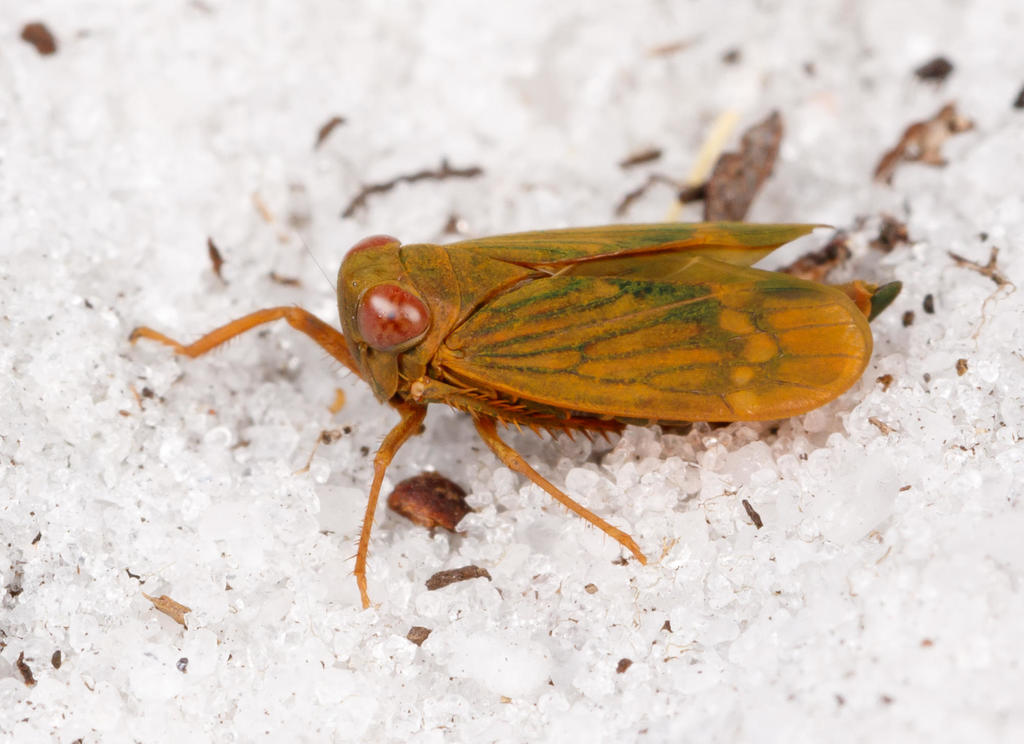 Jikradia from Lake County, US-FL, US on October 23, 2021 at 09:41 AM by ...