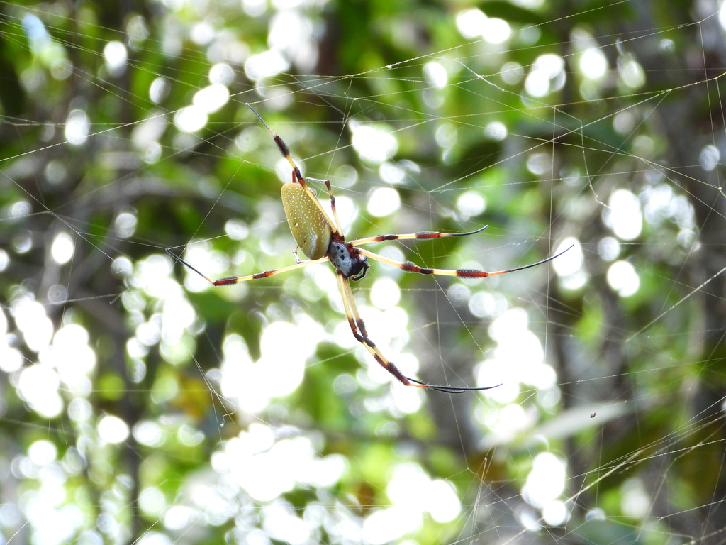 Golden Silk Spider from Port Royal National Park on October 20, 2021 at ...