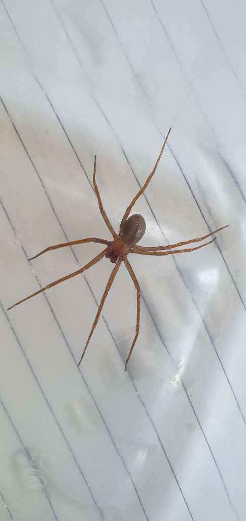 Mediterranean recluse in October 2021 by Cathy Cavallo. This is the ...