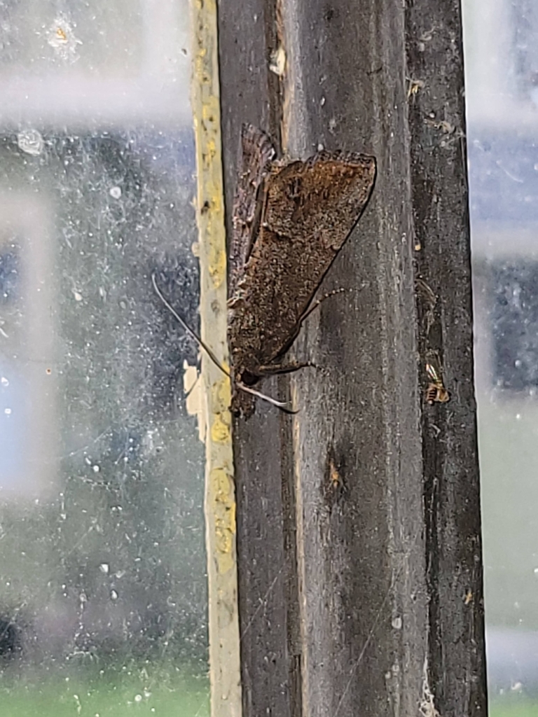 Owlet Moths and Allies from Graham, Terre Haute, IN, USA on October 25 ...