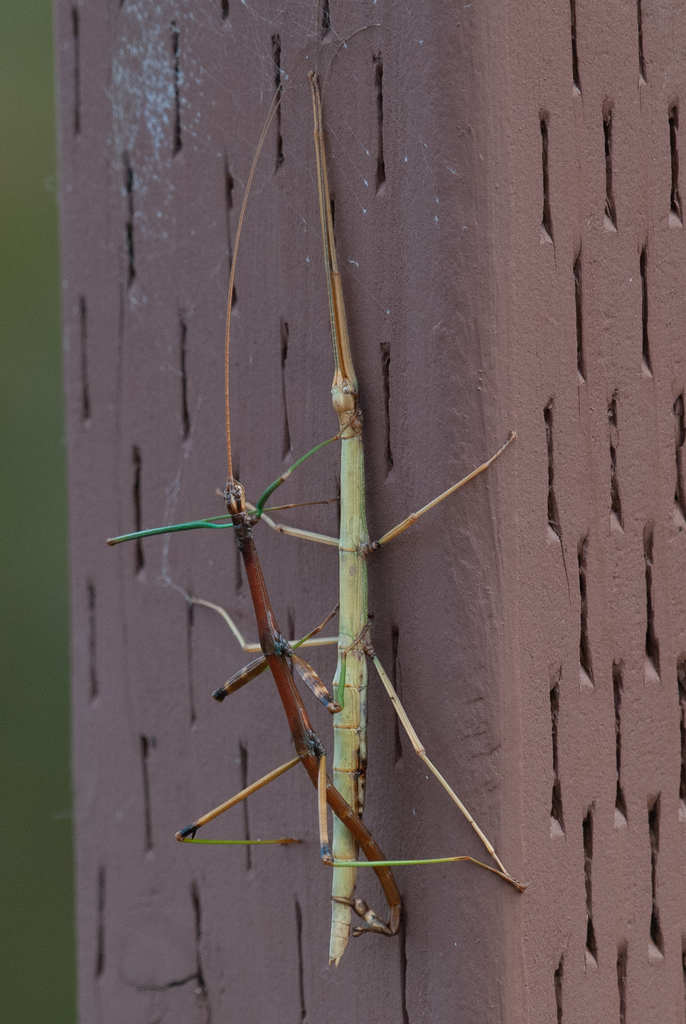 Northern Walkingstick from Le Flore County, OK, USA on October 23, 2021 ...