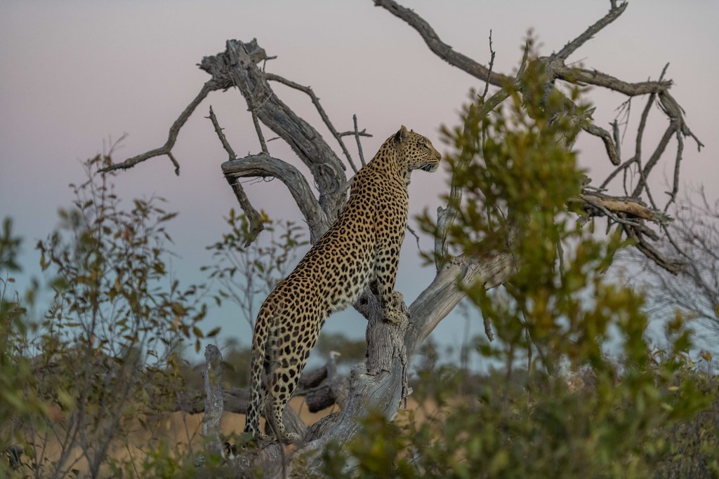 African Leopard in July 2021 by Ted Schmitt · iNaturalist