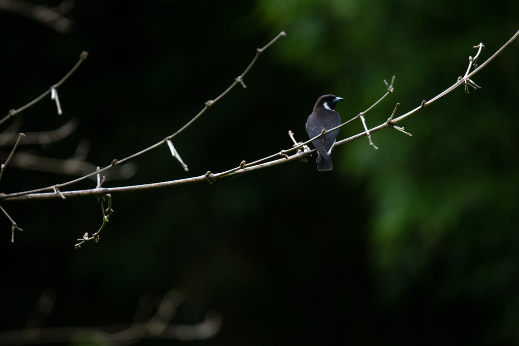 Fiji Woodswallow from Sovi Basin, Fiji on October 24, 2021 at 10:43 AM ...
