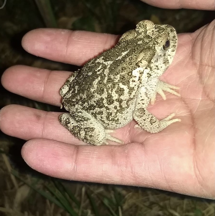 Pine Toad from Pénjamo, GTO, MX by Bruno Eduardo Aceves Alejandre ...