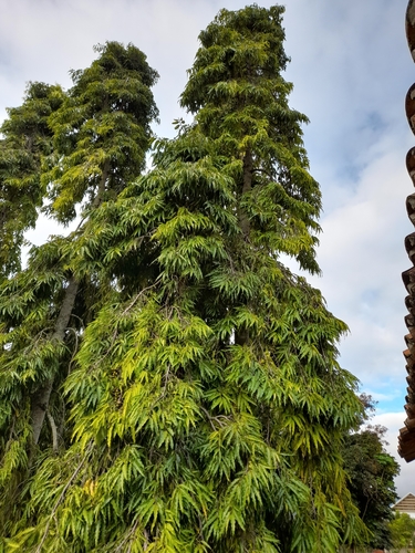 género Monoon · iNaturalist Ecuador