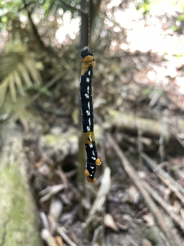 Observations by jessica_conroy · iNaturalist