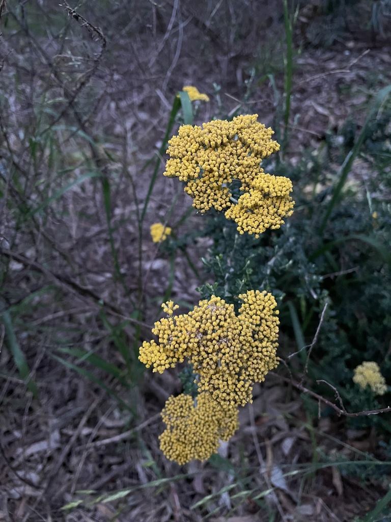 Grey Everlasting from Urban Forest, Malvern East, VIC, AU on October 24 ...
