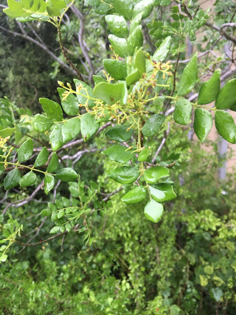 Amyris madrensis from 2413–2449 E Sprague St, Edinburg, TX, US on April ...