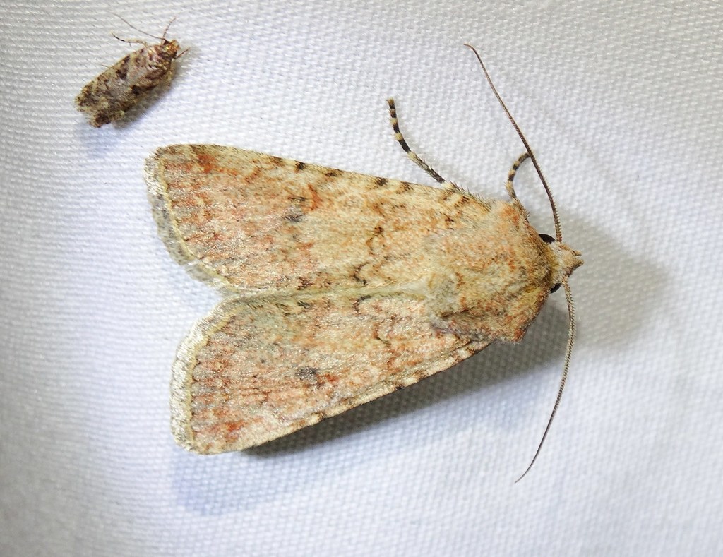 Labrador Dart from Lizard Wash, Anza-Borrego Desert State Park, CA on ...