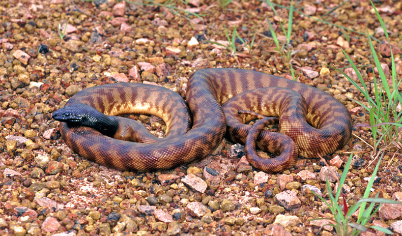Black-headed Python from Northern Territory, Australia on March 23 ...