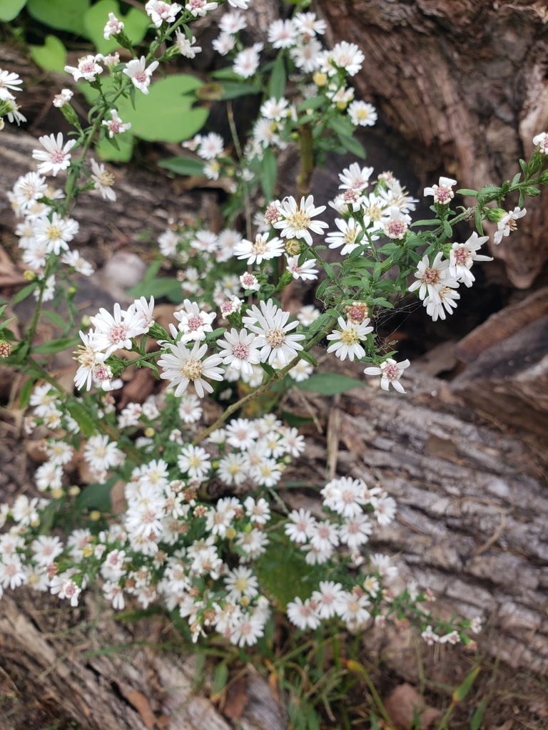 Drummond's aster in October 2021 by Libby Bush · iNaturalist