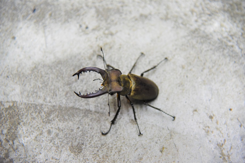Lucanus maculifemoratus taiwanus in April 2020 by H. A. C. · iNaturalist