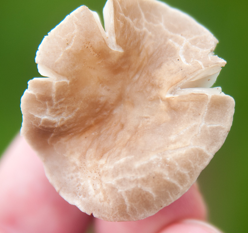 Common Crazed Cap in October 2021 by Tig. Growing in sheep-grazed ...