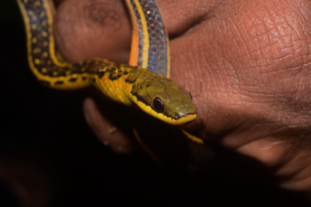 Trinidad Black-backed Snake from La Cuesa Rd, Trinidad and Tobago on ...