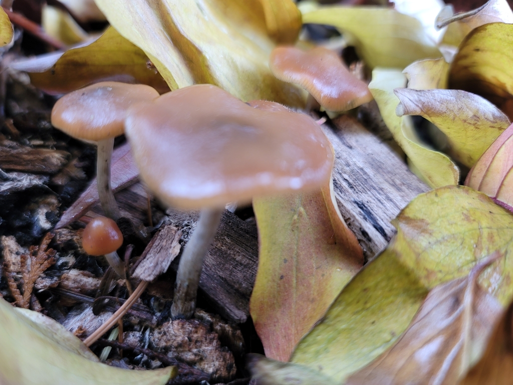 Wavy Cap in October 2021 by McGrit. Big rain brings them out ...