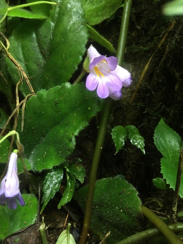 Chinese Chirita (Primulina dryas) · iNaturalist