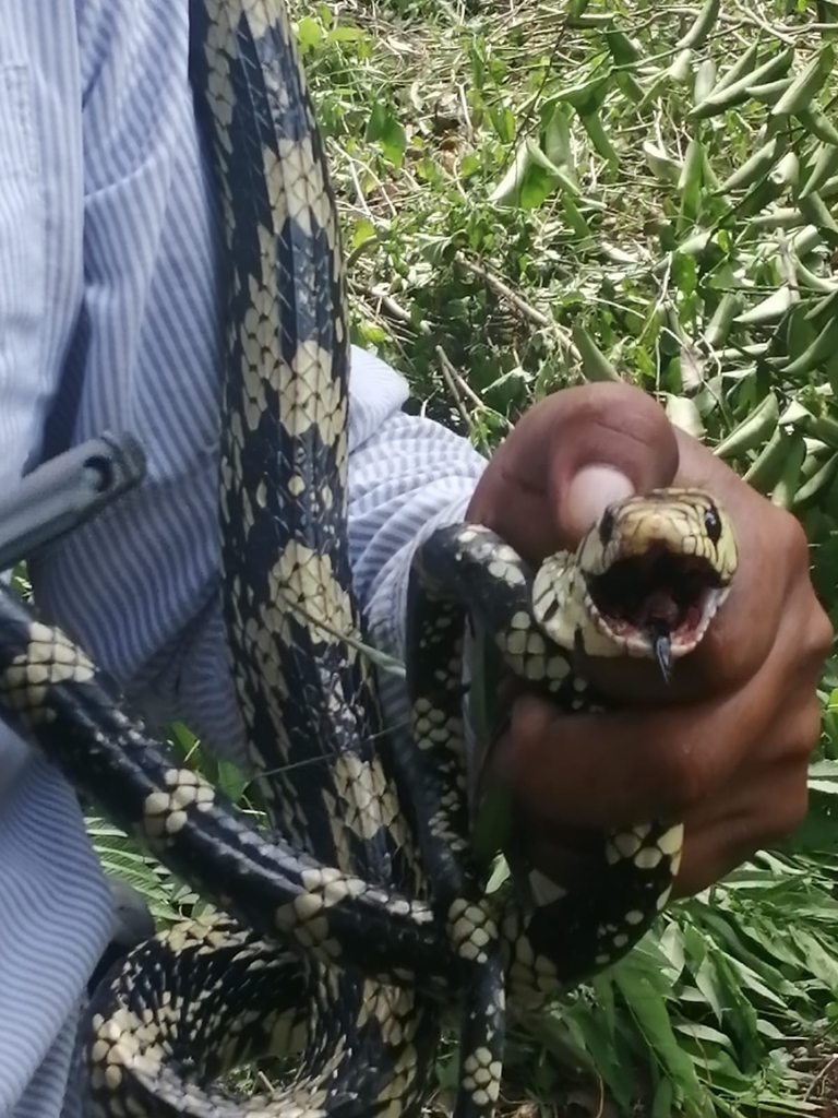 Chicken Snake from Atlapexco on October 23, 2021 by ariadna alamillo ...