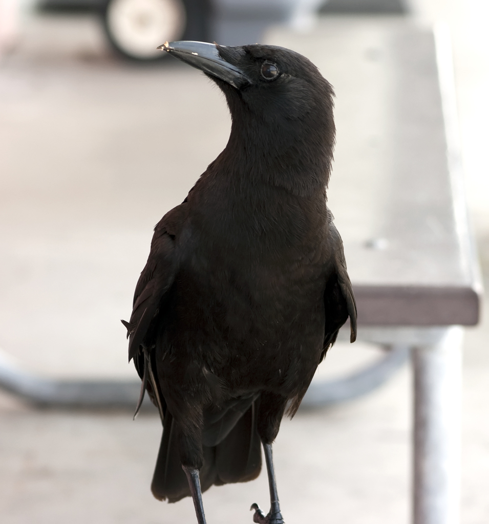 American Crow from Everglades National Park, Monroe County, US-FL, US ...