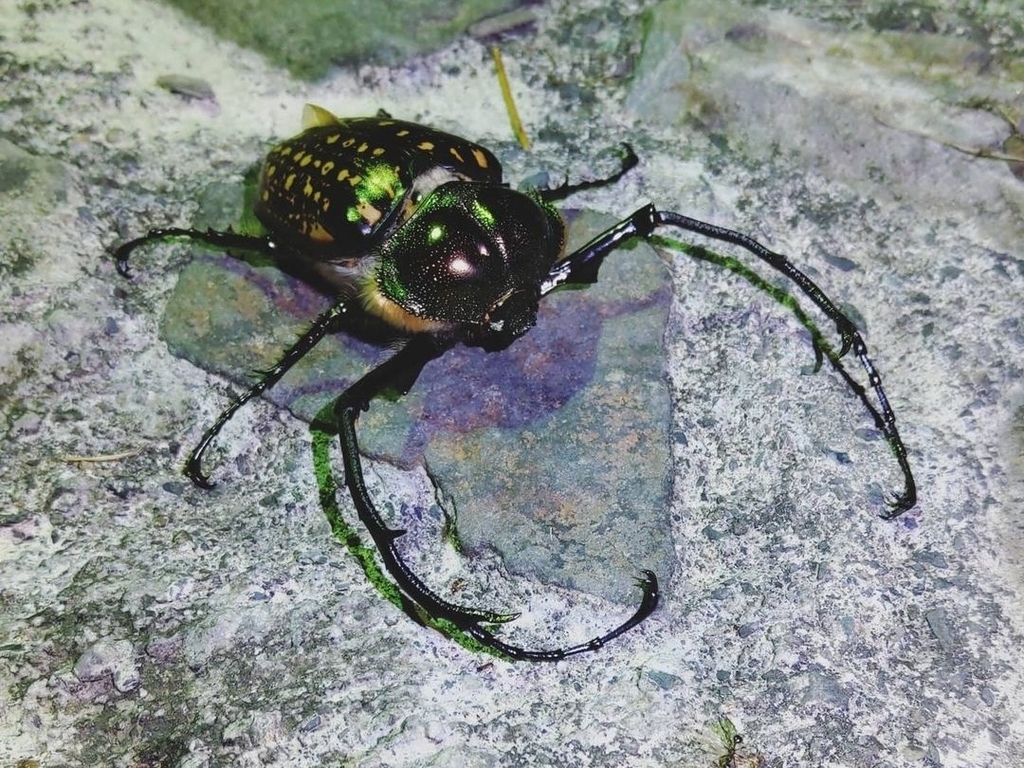 Formosan Long-armed Scarab in June 2020 by 陳厚安 · iNaturalist