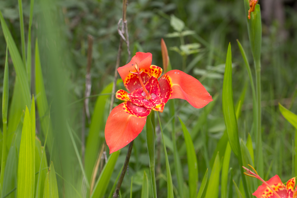 Peacock Flower from Jardin Botanico, Mexico DF, Mexico. on August 12 ...