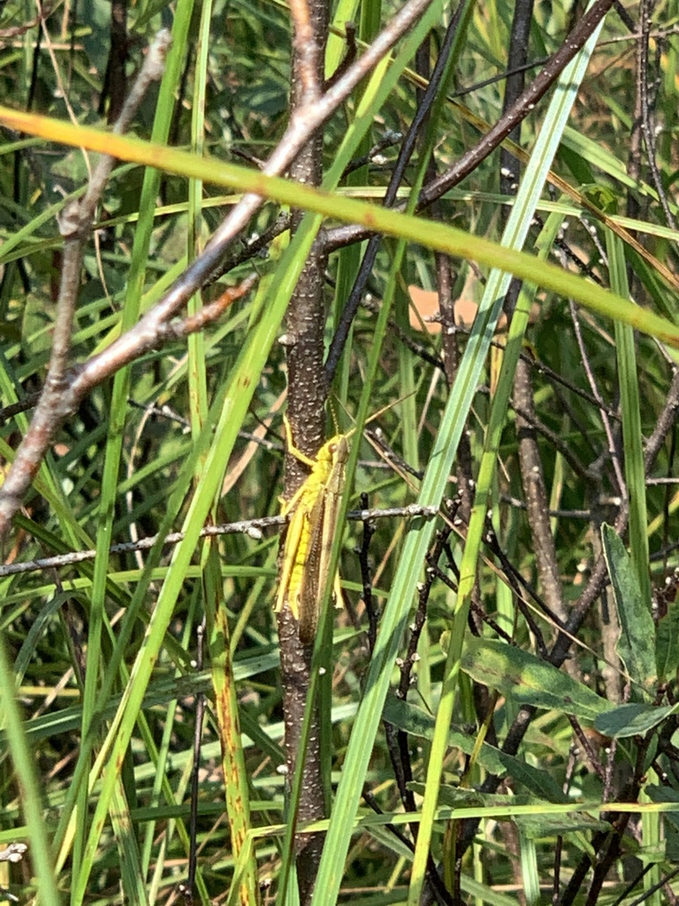 Graceful Sedge Grasshopper from Atlanta, MI, US on August 26, 2021 at ...