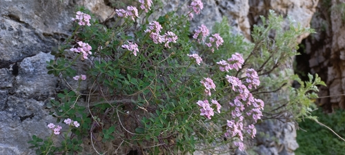 Aethionema stylosum · iNaturalist
