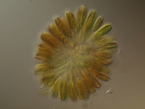 Synura mollispina · iNaturalist