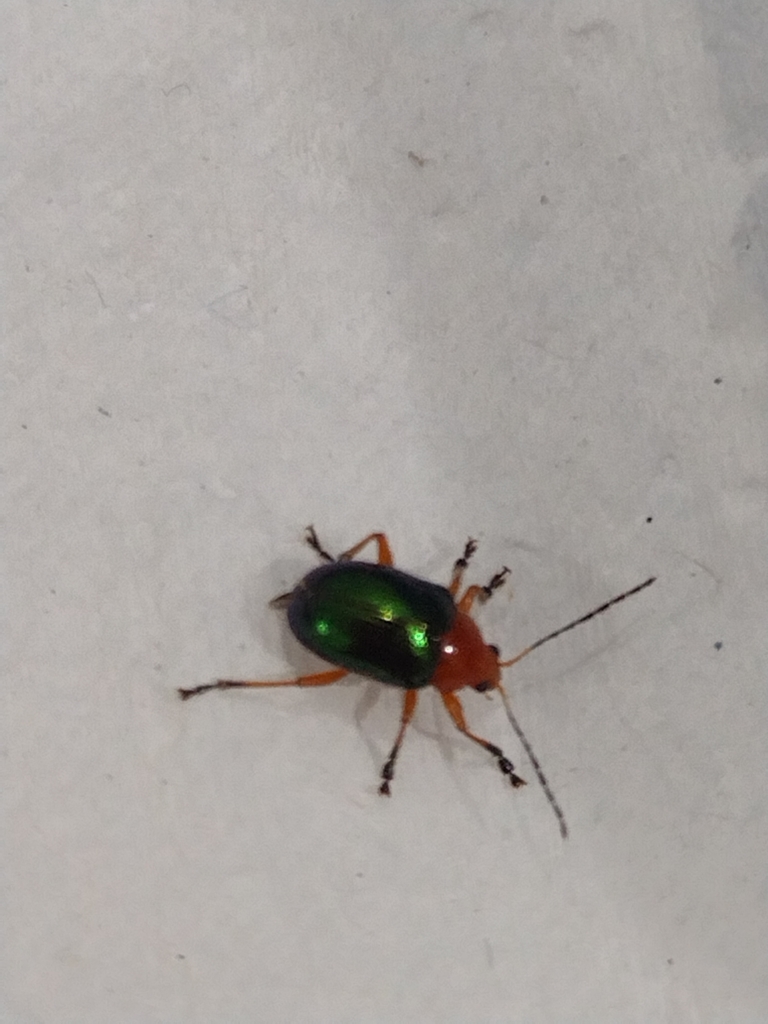 Chalcophana from Guabiruba - SC, Brasil on October 27, 2021 at 10:33 PM ...