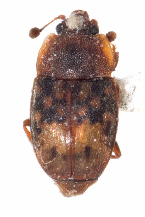 Northern Sap Beetle in November 2020 by i_fox. 3mm Collected from wet ...