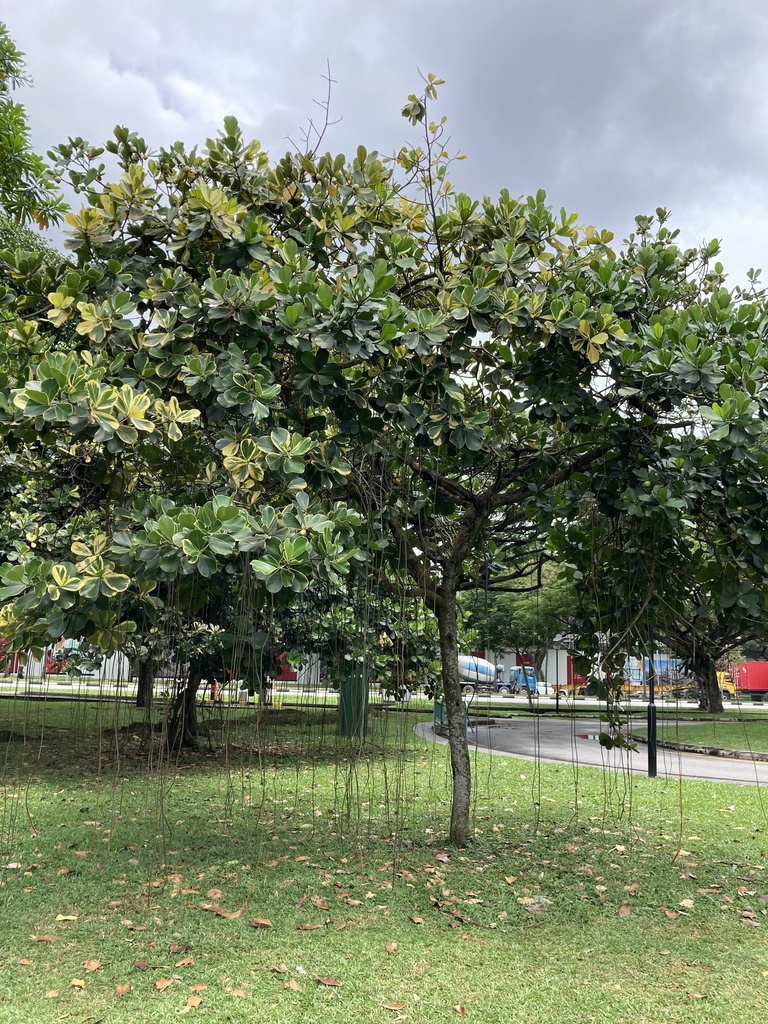 autograph tree from West Coast Park, West Coast, Singapore, SG on ...