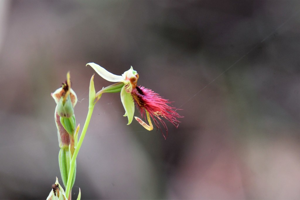 red beard orchid from Kentlyn, NSW, AU on October 28, 2021 at 09:39 AM ...