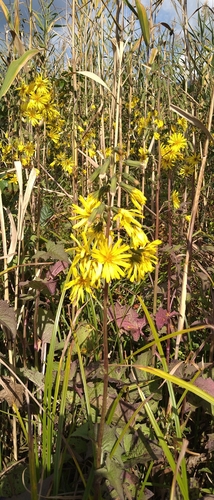 Prenanthes tanakae · iNaturalist