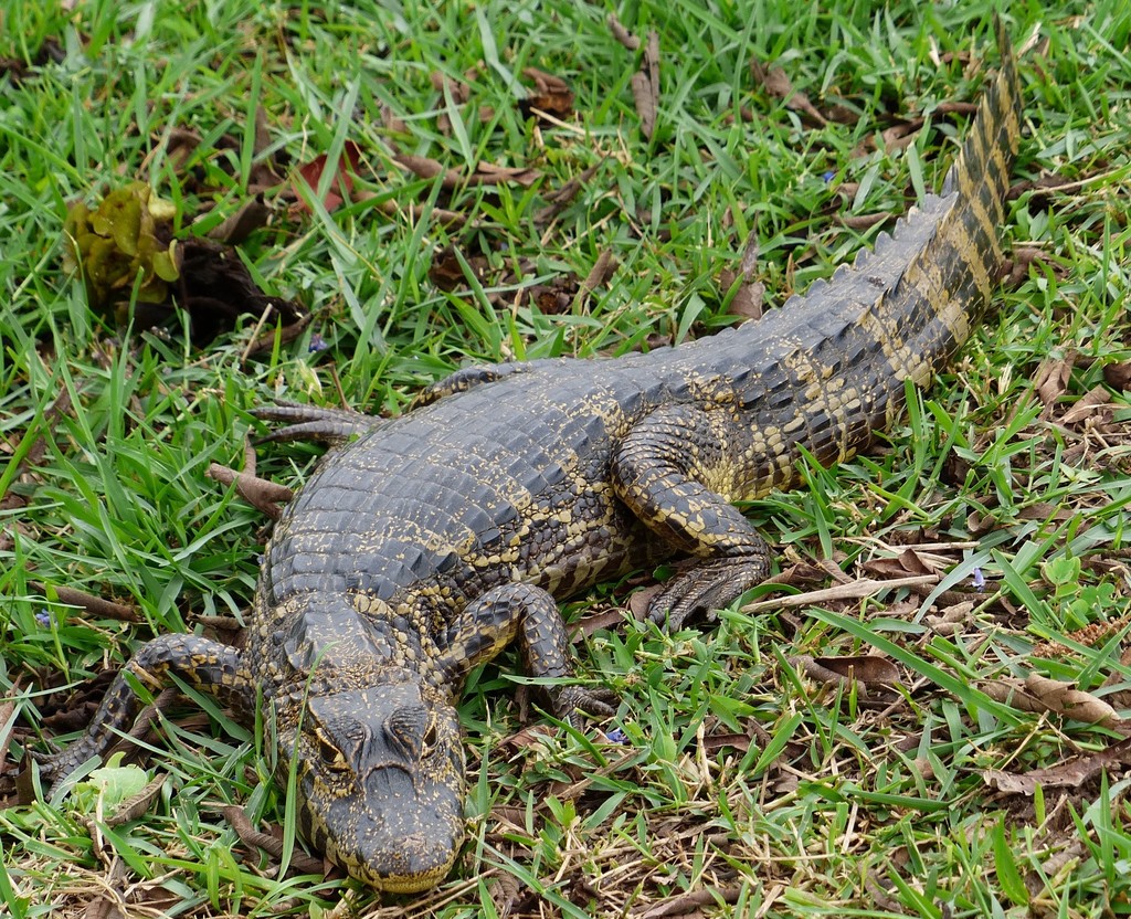 Broad-snouted Caiman from Poconé, BR-MT, BR on September 20, 2012 at 03 ...