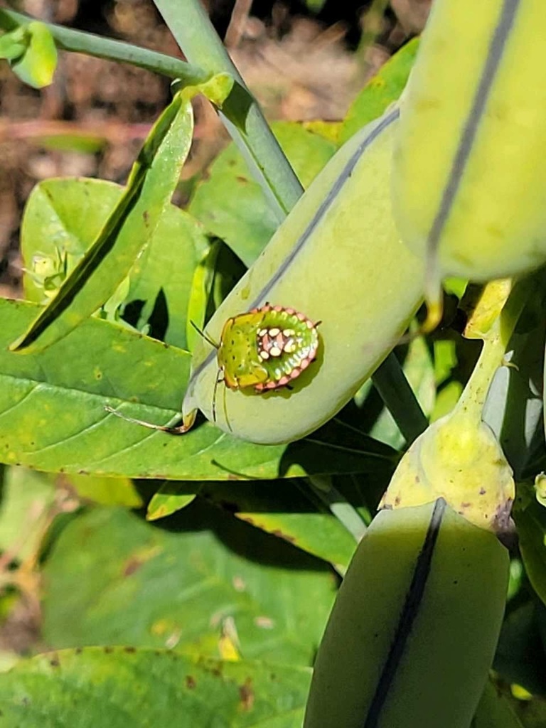 Southern Green Stink Bug from W Scotland St, Maxton, NC, US on October ...