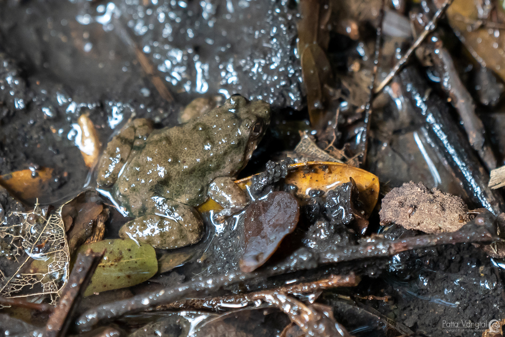 Round-tongued Floating Frog in October 2021 by Patta Vangtal · iNaturalist