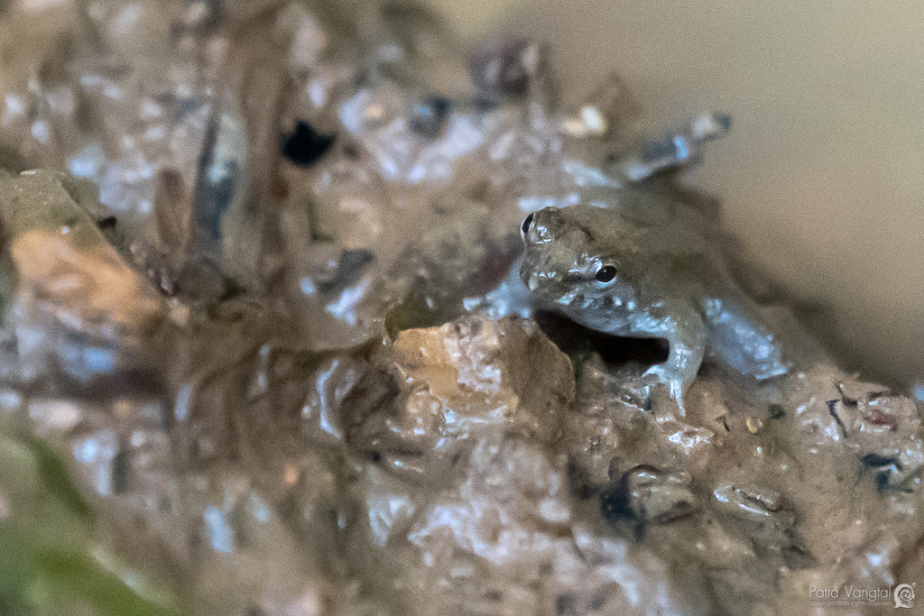 Round-tongued Floating Frog in October 2021 by Patta Vangtal · iNaturalist