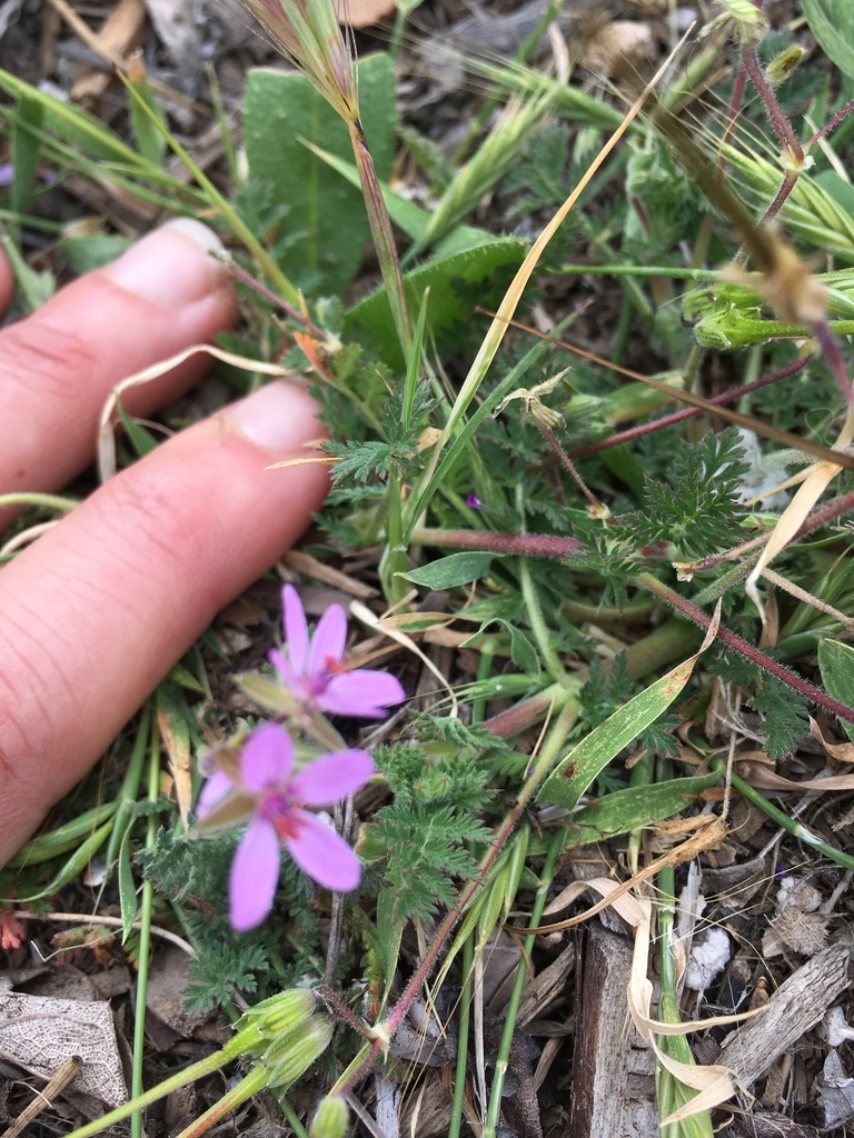 Redstem Stork's-bill from Friendship Park, Rancho Palos Verdes, CA, US ...