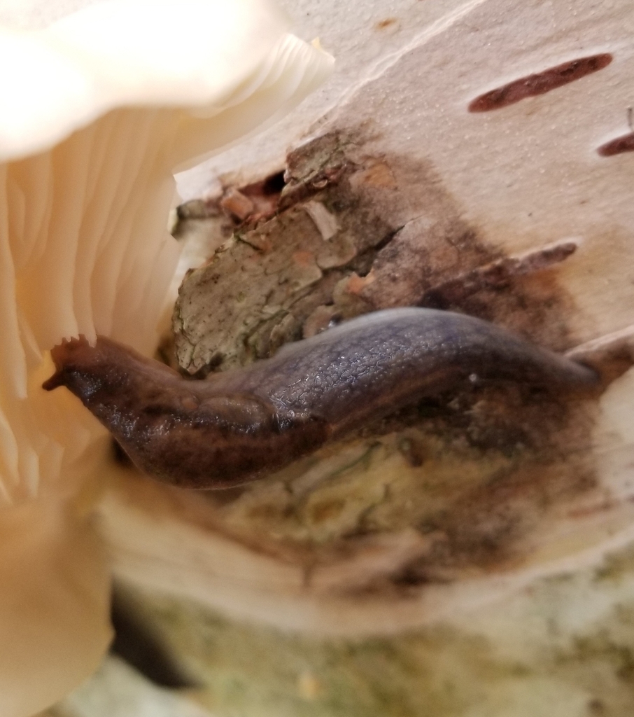 Reticulate Taildropper from Agawa Bay, Algoma, Unorganized, North Part ...