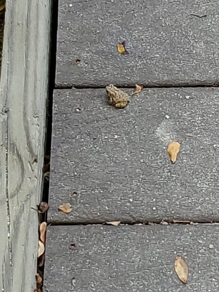 Southern Toad from Fuquay-Varina, NC 27526, USA on October 28, 2021 at ...
