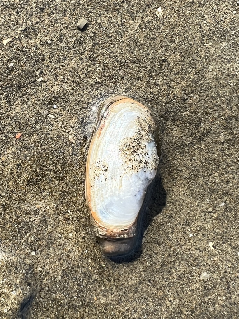 Laternula from 西濱路四段, TW on October 29, 2021 at 09:44 AM by 顏水蛭 ...