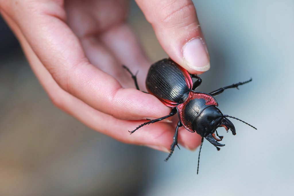 Copper-bordered Ground Beetle in April 2011 by Chris Burney · iNaturalist