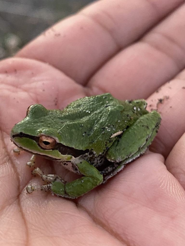 Northern Pacific Tree Frog from S Jetty Rd, Loleta, CA, US on October ...
