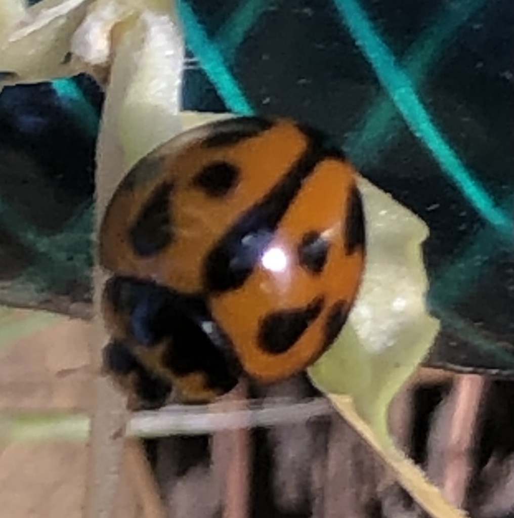 Variable Ladybird Beetle from Cochrane Street, West Wollongong, NSW, AU ...
