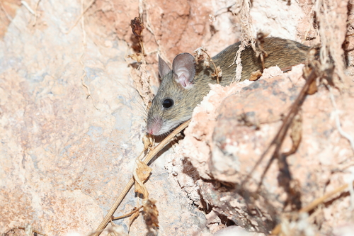 Guinea Multimammate Mouse (Mastomys erythroleucus) · iNaturalist