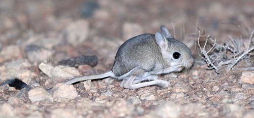 Jaculus hirtipes · iNaturalist