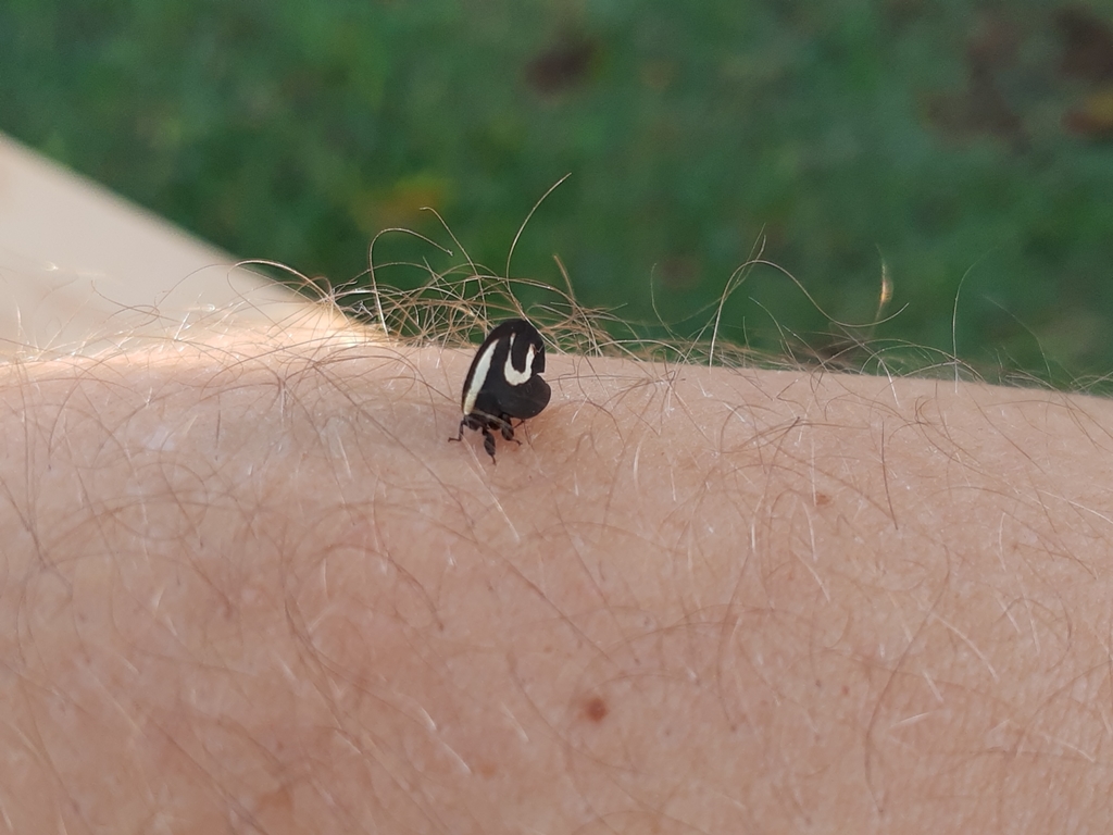 Black-and-white Treehopper from Terras de Itaici, Indaiatuba - SP ...