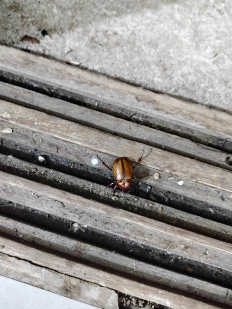 Agaocephala inermicollis from Quilombo on October 29, 2021 at 12:21 AM ...